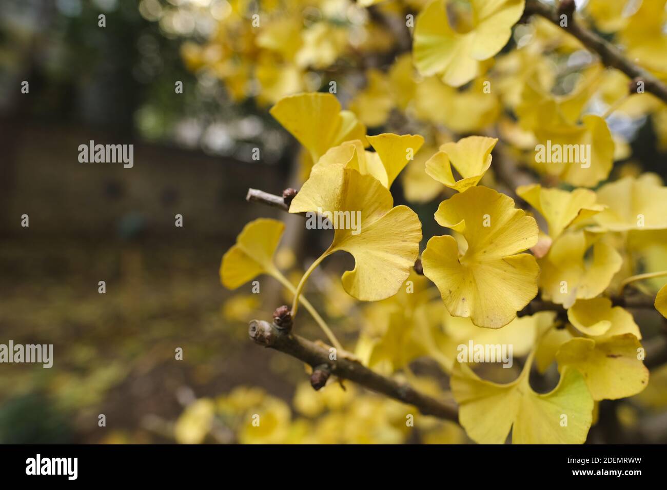 Yellow ginkgo biloba leaves in autumn time , also known as the ...