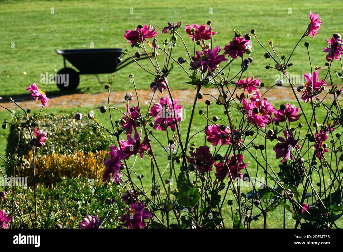 Summer August Garden wheelbarrow Japanese anemone wheelbarrow garden ...