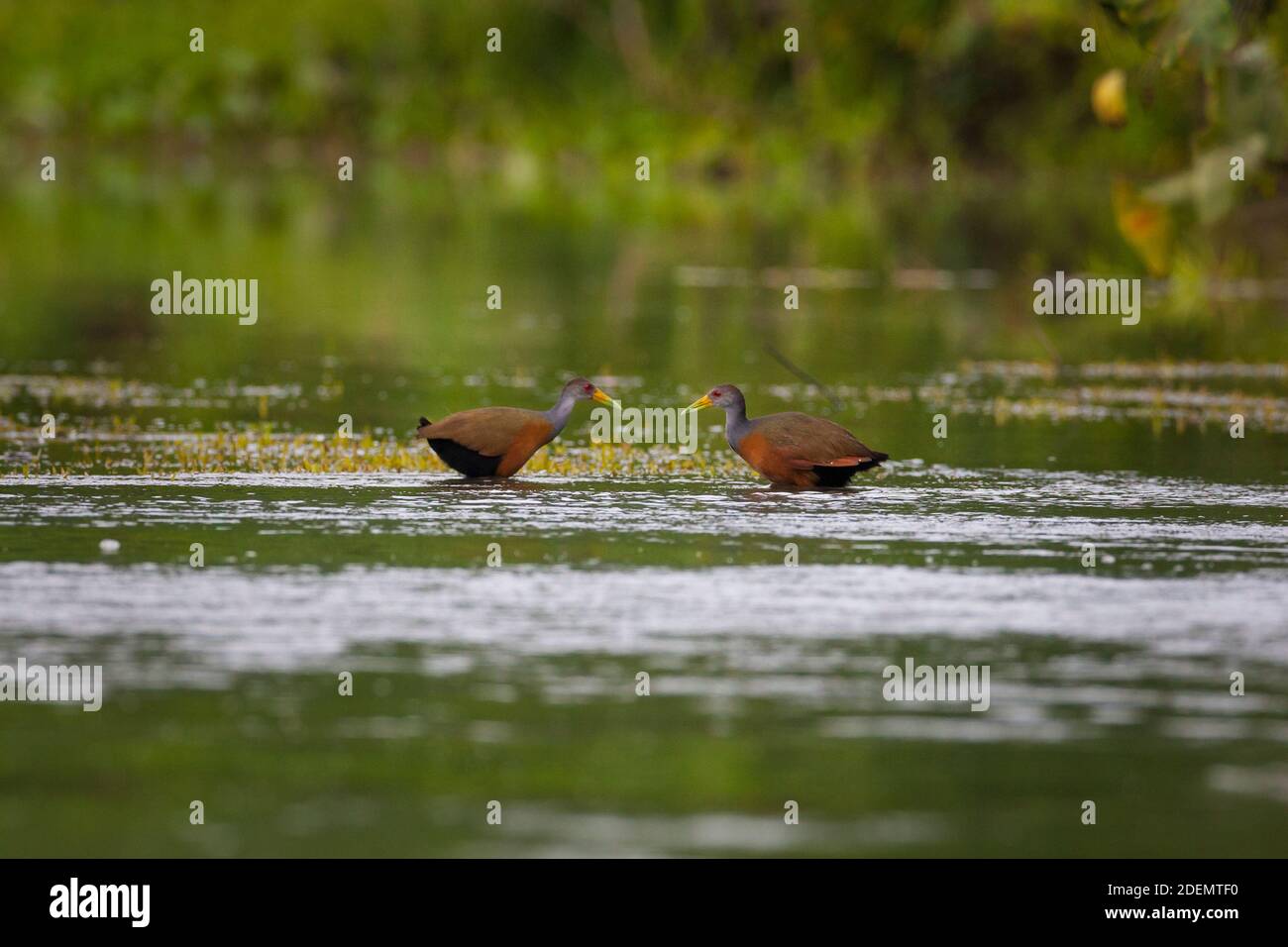 Grey-necked wood-rail, Aramides cajaneus, at the lakeshore of Gatun ...