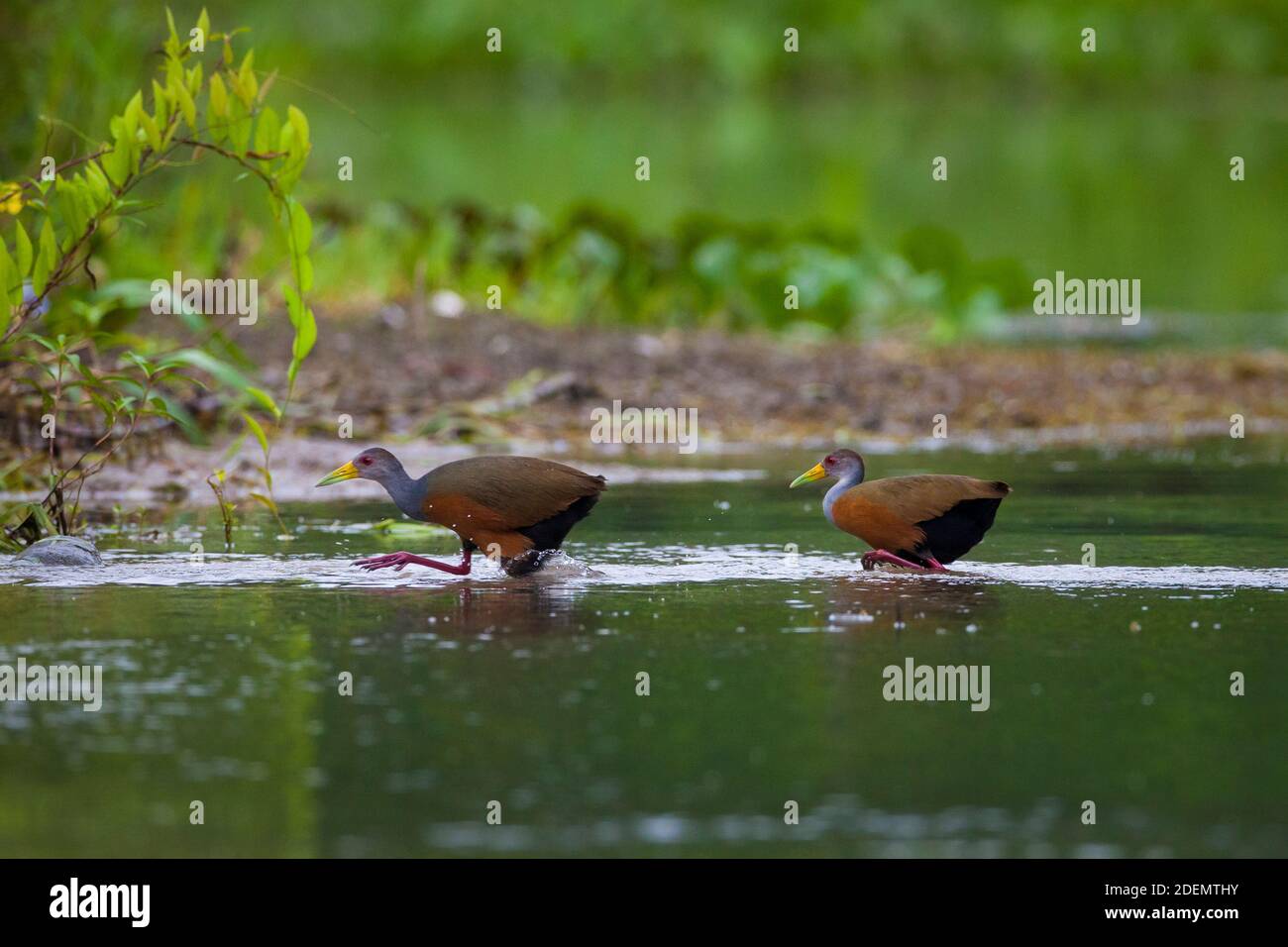 Grey-necked wood-rail, Aramides cajaneus, at the lakeshore of Gatun ...