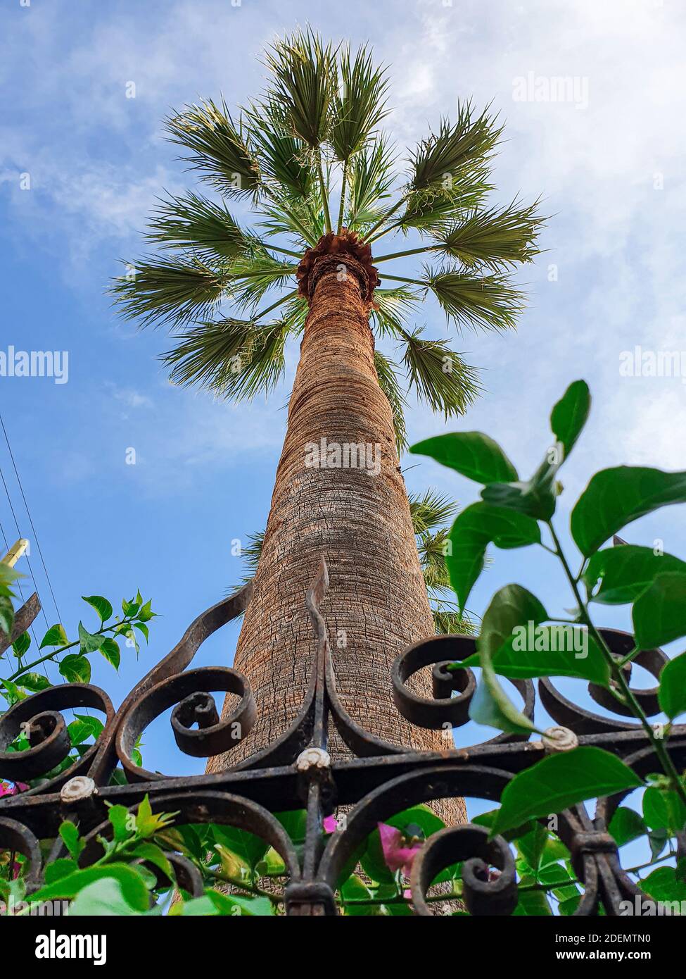 Bottom-up view of a beautiful palm tree with blue sunny sky and a fence ...