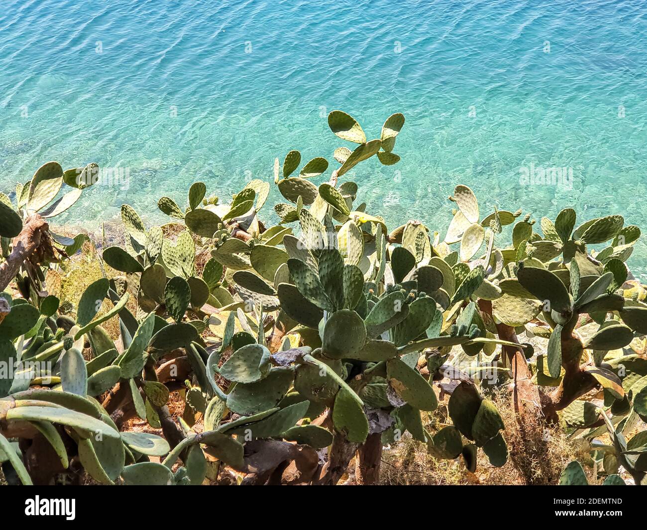 Big leaves cactus hi-res stock photography and images - Alamy