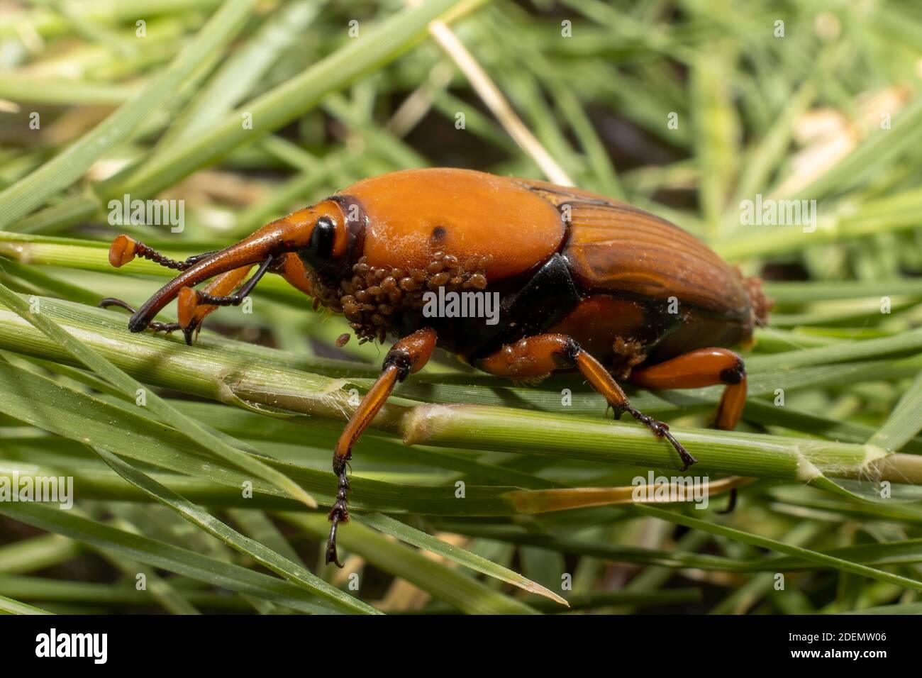 Weevil eggs hi-res stock photography and images - Alamy