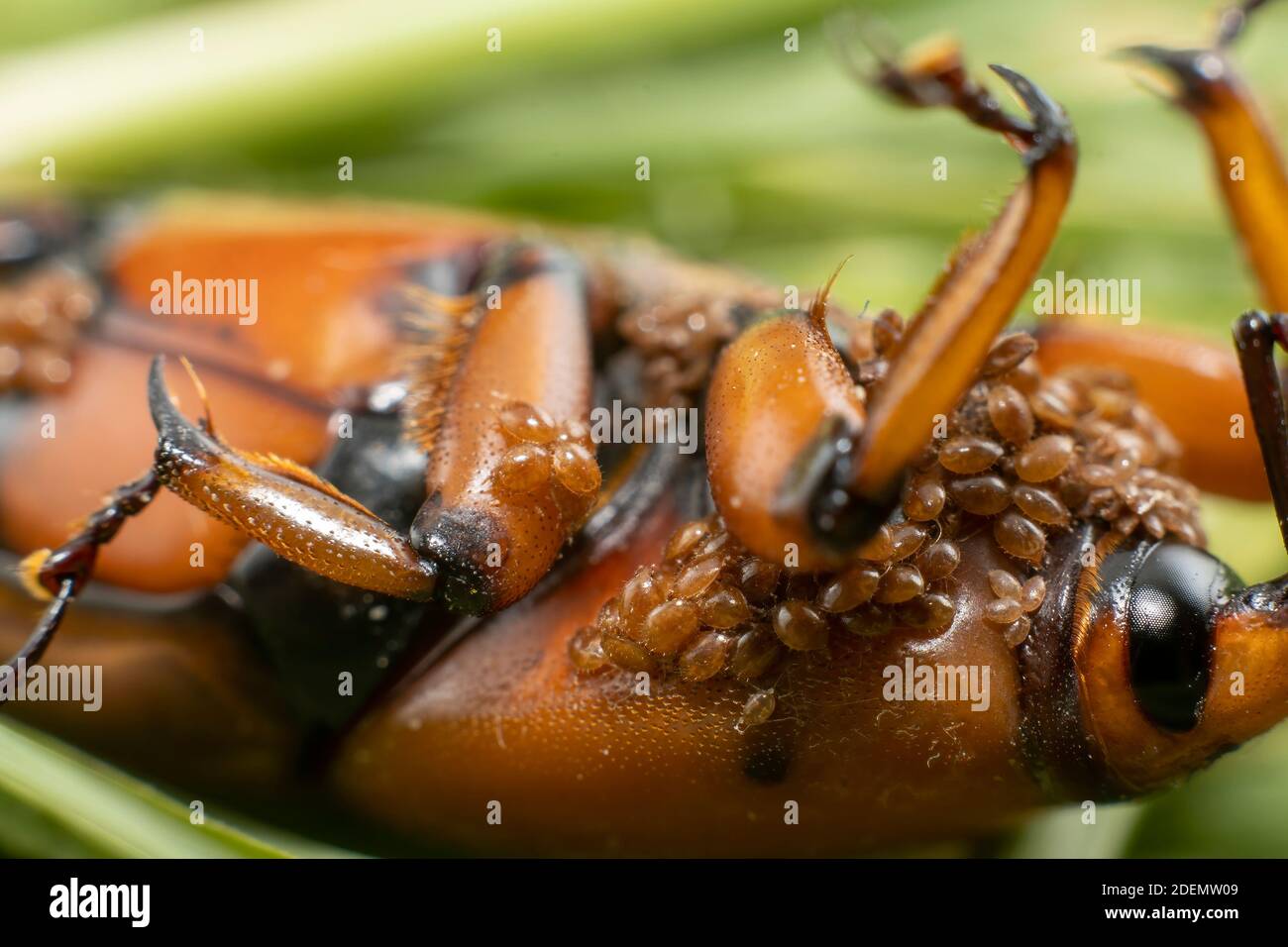Weevil eggs hi-res stock photography and images - Alamy