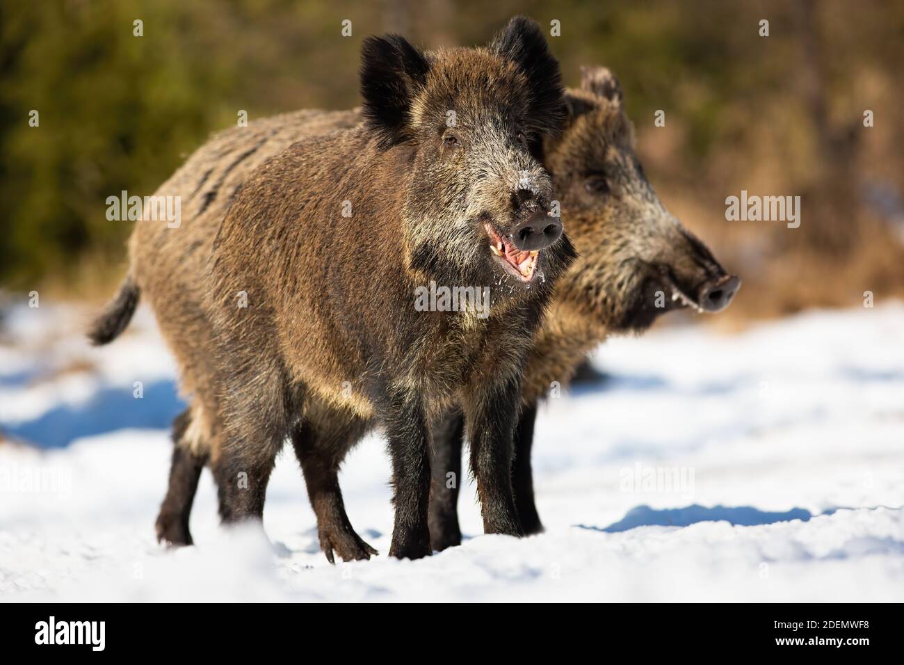 Wild boar boars hi-res stock photography and images - Alamy