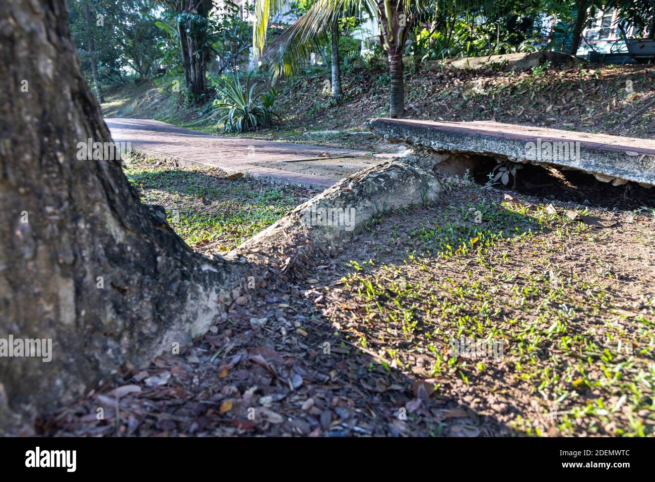 Big overgrown root from tree destroy pavement sidewalk Stock Photo - Alamy