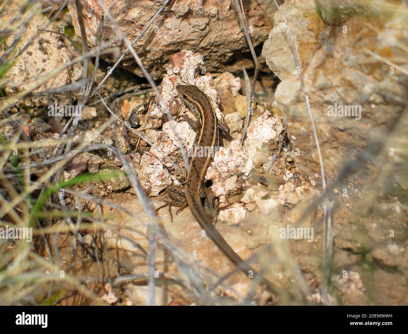 Ophisops elegans, snake-eyed lizard Stock Photo - Alamy
