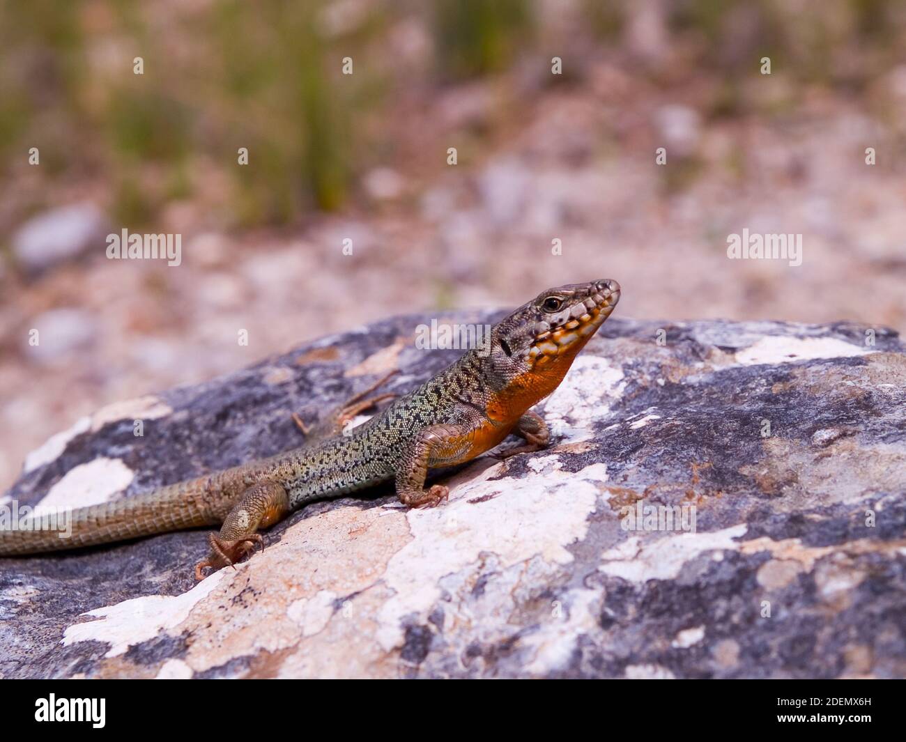 Erhard's wall lizard, Podarcis erhardii , Aegean wall lizard in greece ...