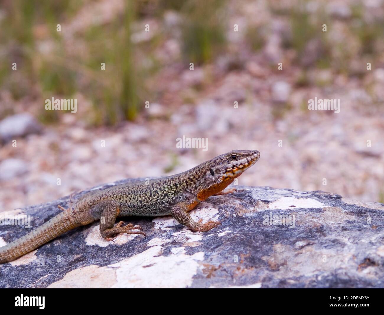 Erhard's wall lizard, Podarcis erhardii , Aegean wall lizard in greece ...