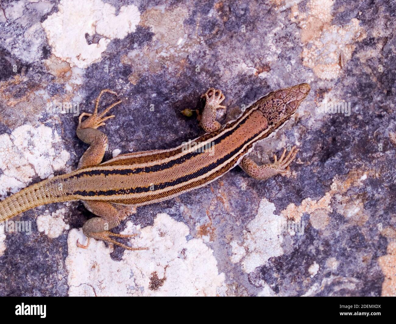 Erhard's wall lizard, Podarcis erhardii , Aegean wall lizard in greece ...
