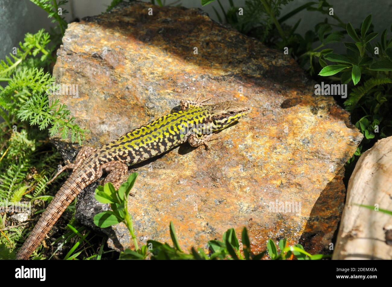 Skyros wall lizard hi-res stock photography and images - Alamy