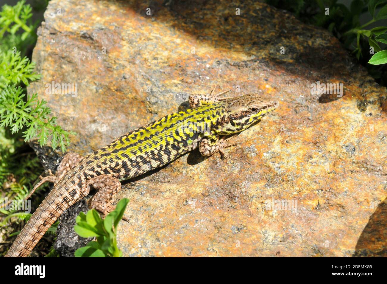 Skyros wall lizard hi-res stock photography and images - Alamy