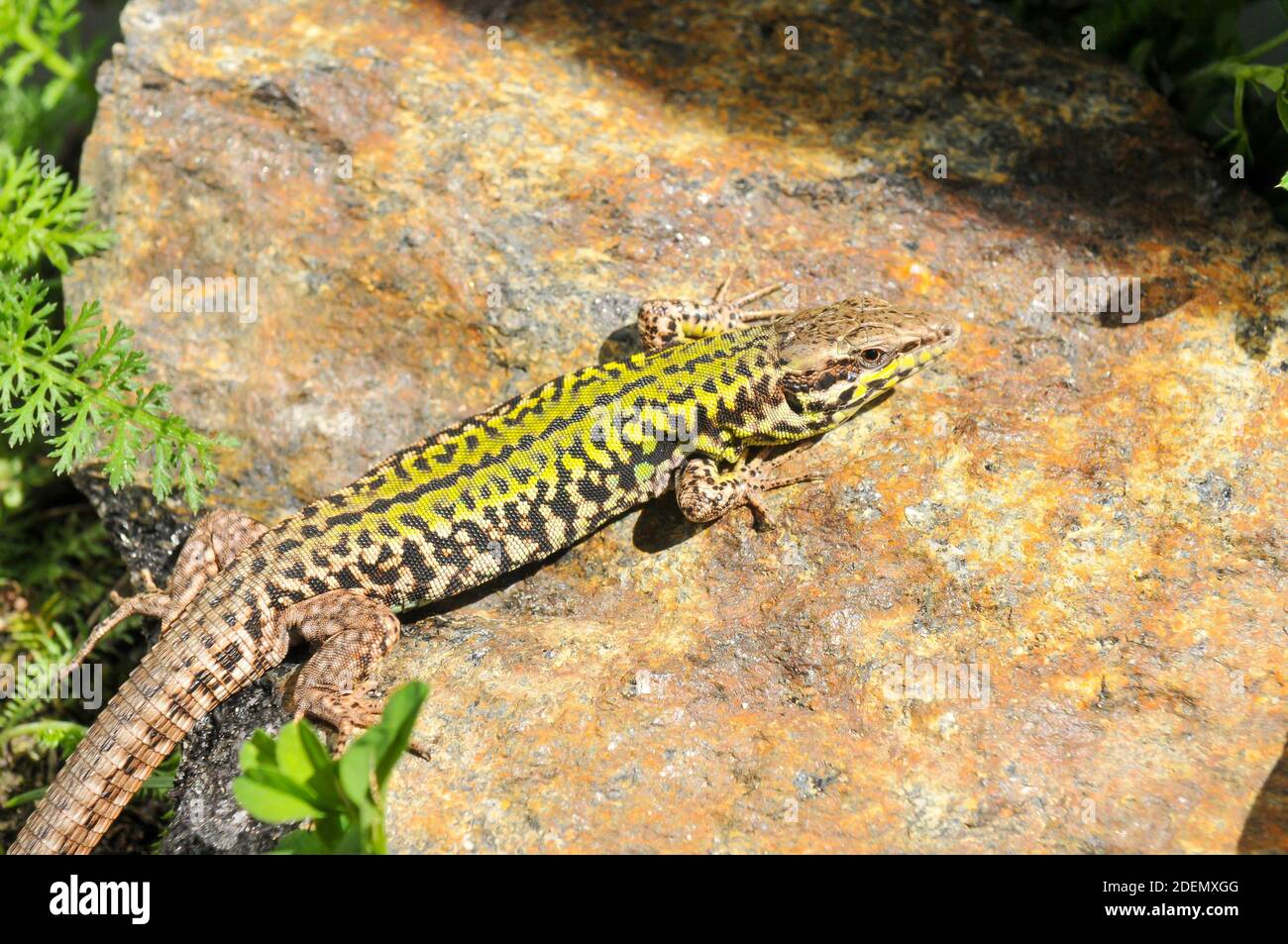 Skyros wall lizard hi-res stock photography and images - Alamy
