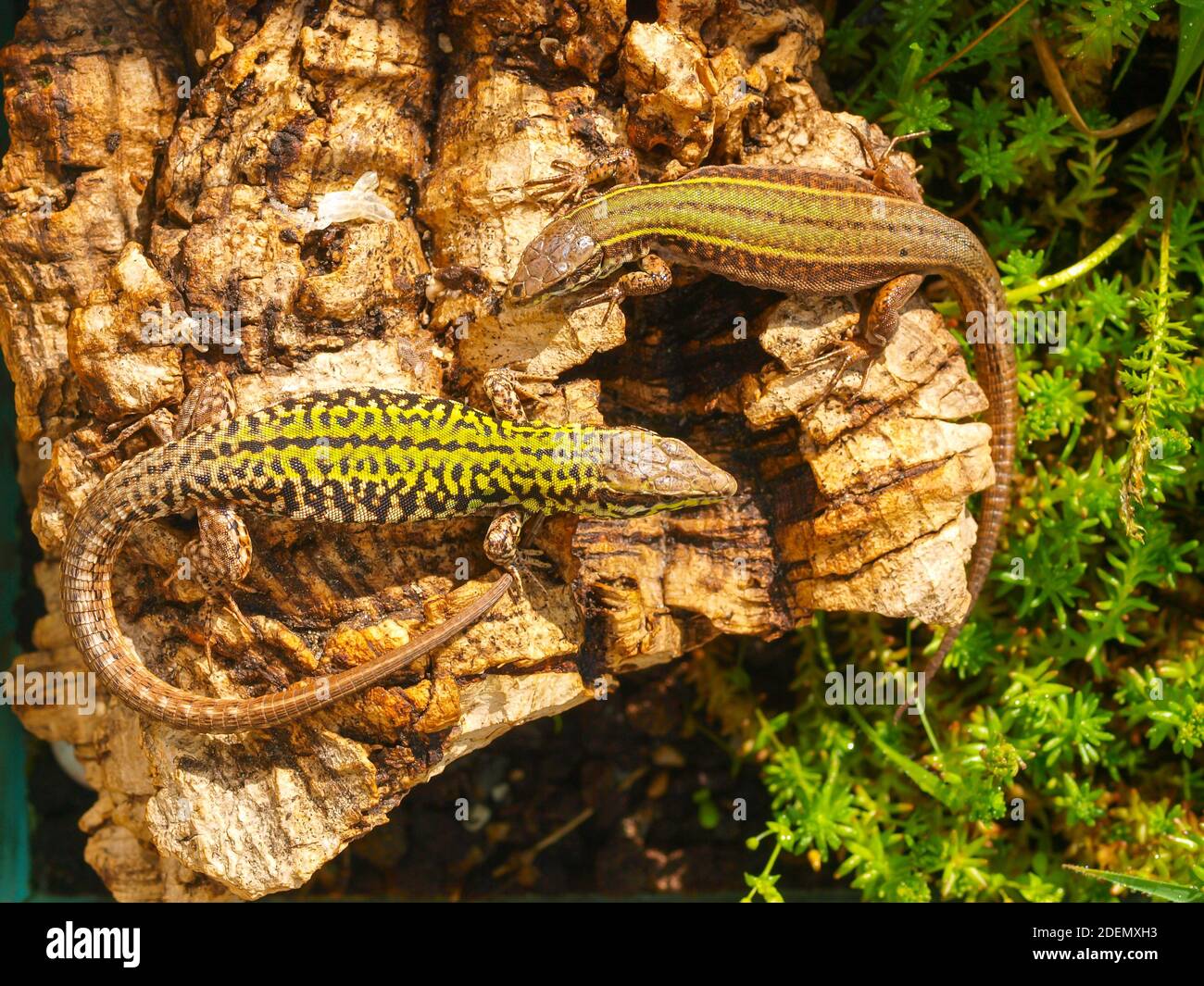 Skyros wall lizard hi-res stock photography and images - Alamy