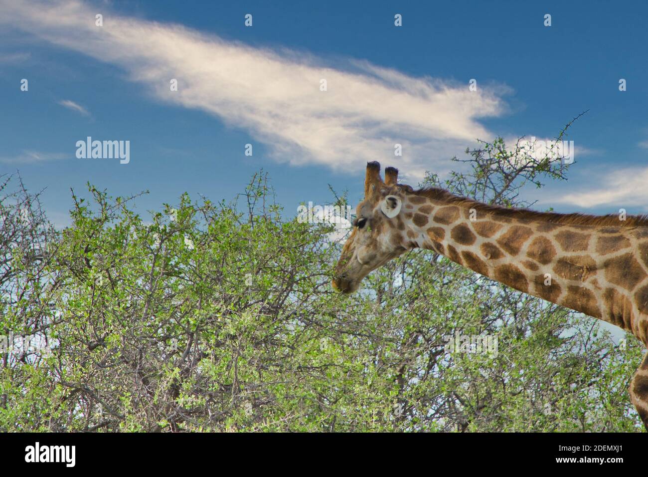 Giraffe head and neck reaching out to leaves of the tree. Animal ...