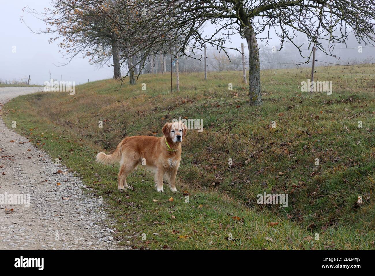 The ginger dog is waiting for the owner for a walk Stock Photo - Alamy
