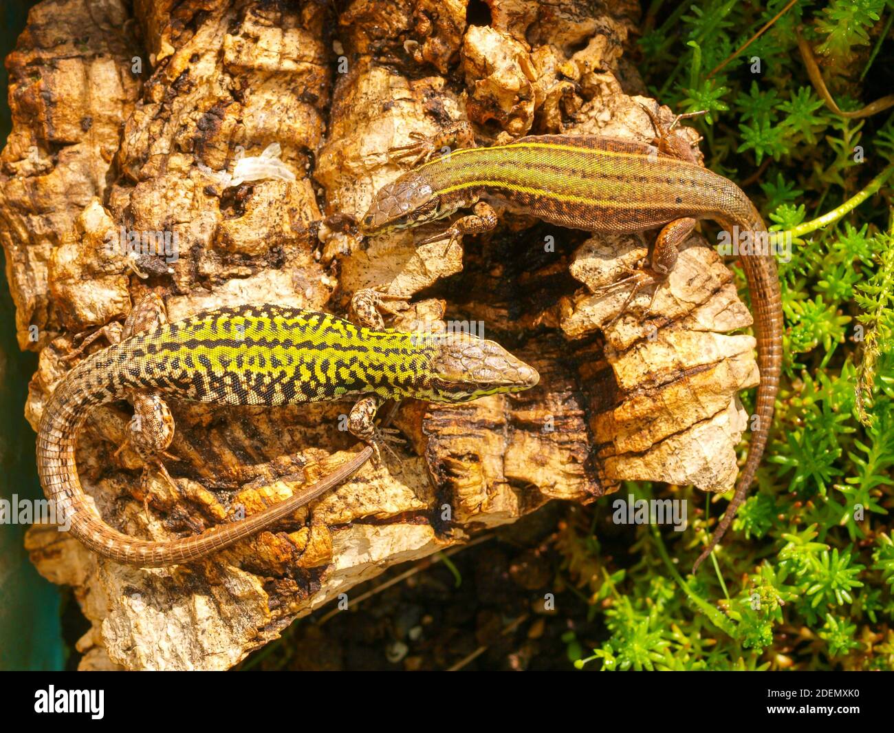 Skyros wall lizard hi-res stock photography and images - Alamy