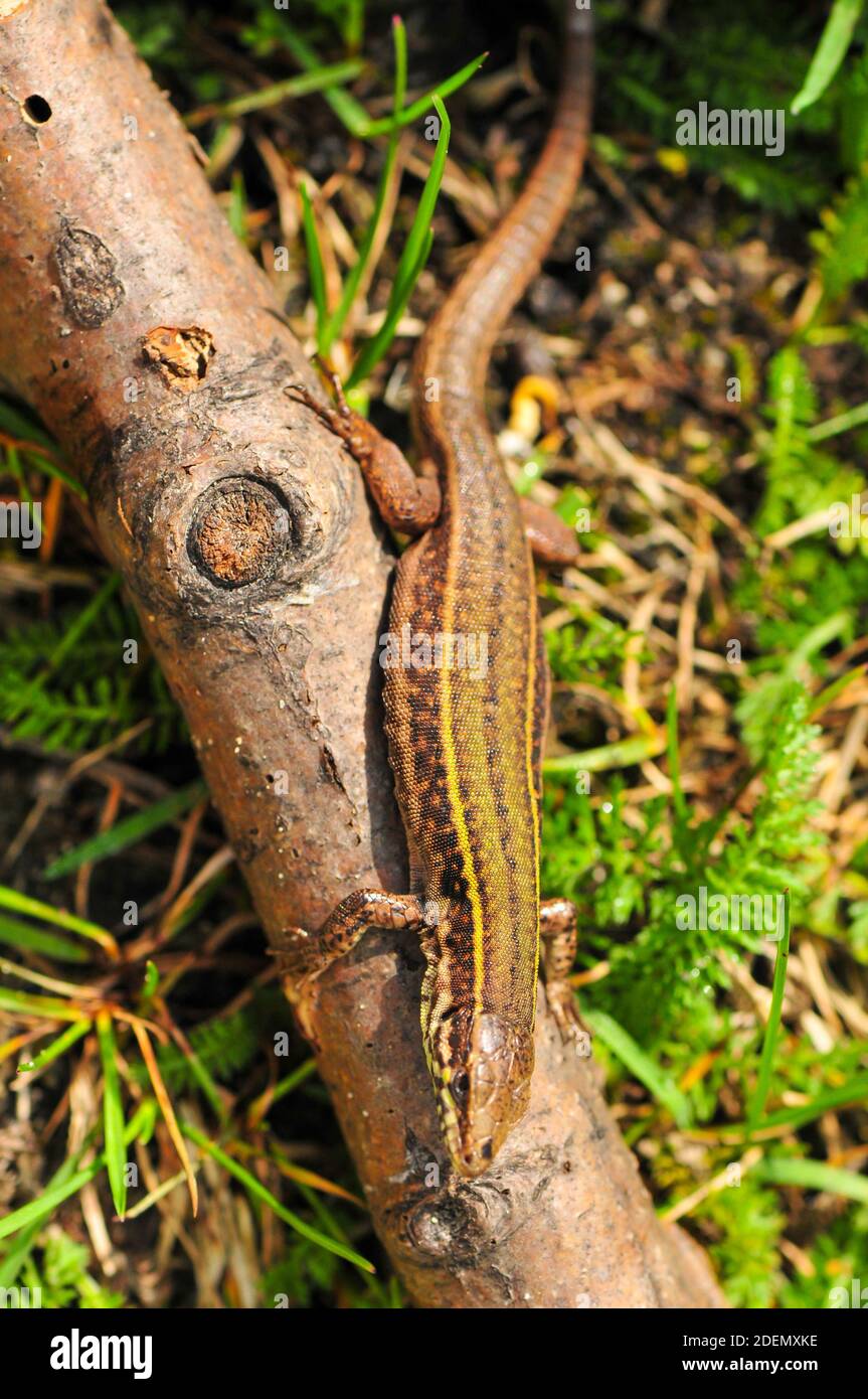 Skyros wall lizard hi-res stock photography and images - Alamy