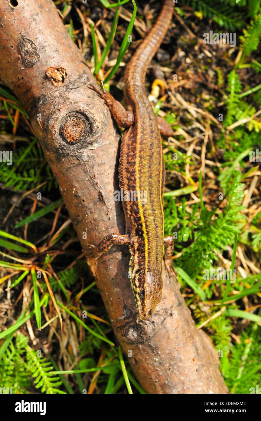 Skyros wall lizard hi-res stock photography and images - Alamy
