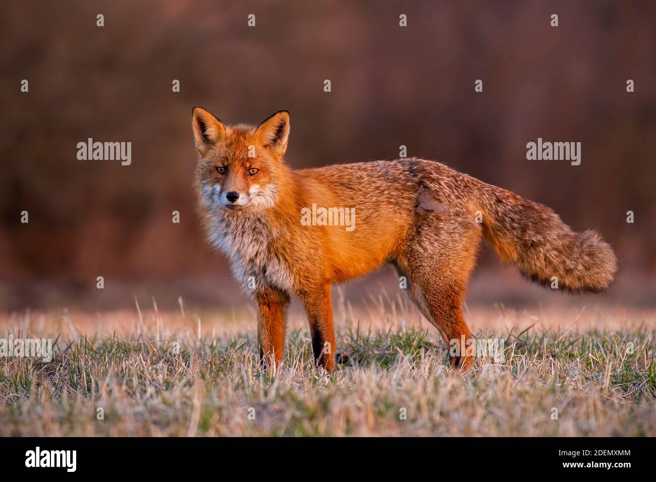 Fluffy red fox standing on field in autumn morning Stock Photo - Alamy