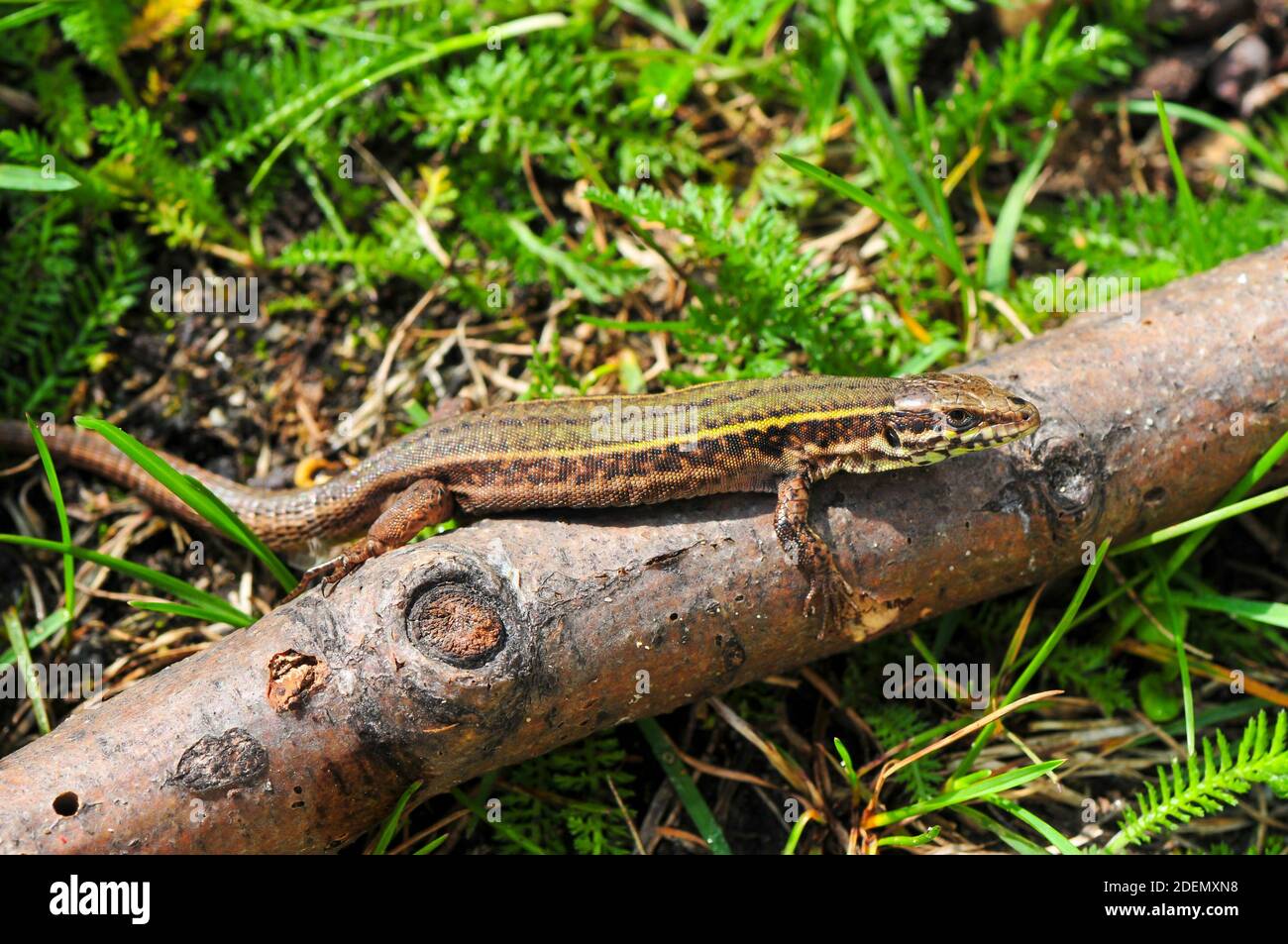 Skyros wall lizard hi-res stock photography and images - Alamy