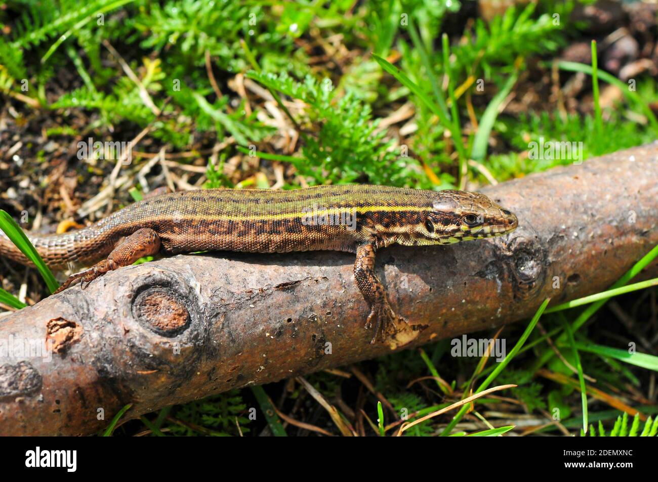 Skyros wall lizard hi-res stock photography and images - Alamy