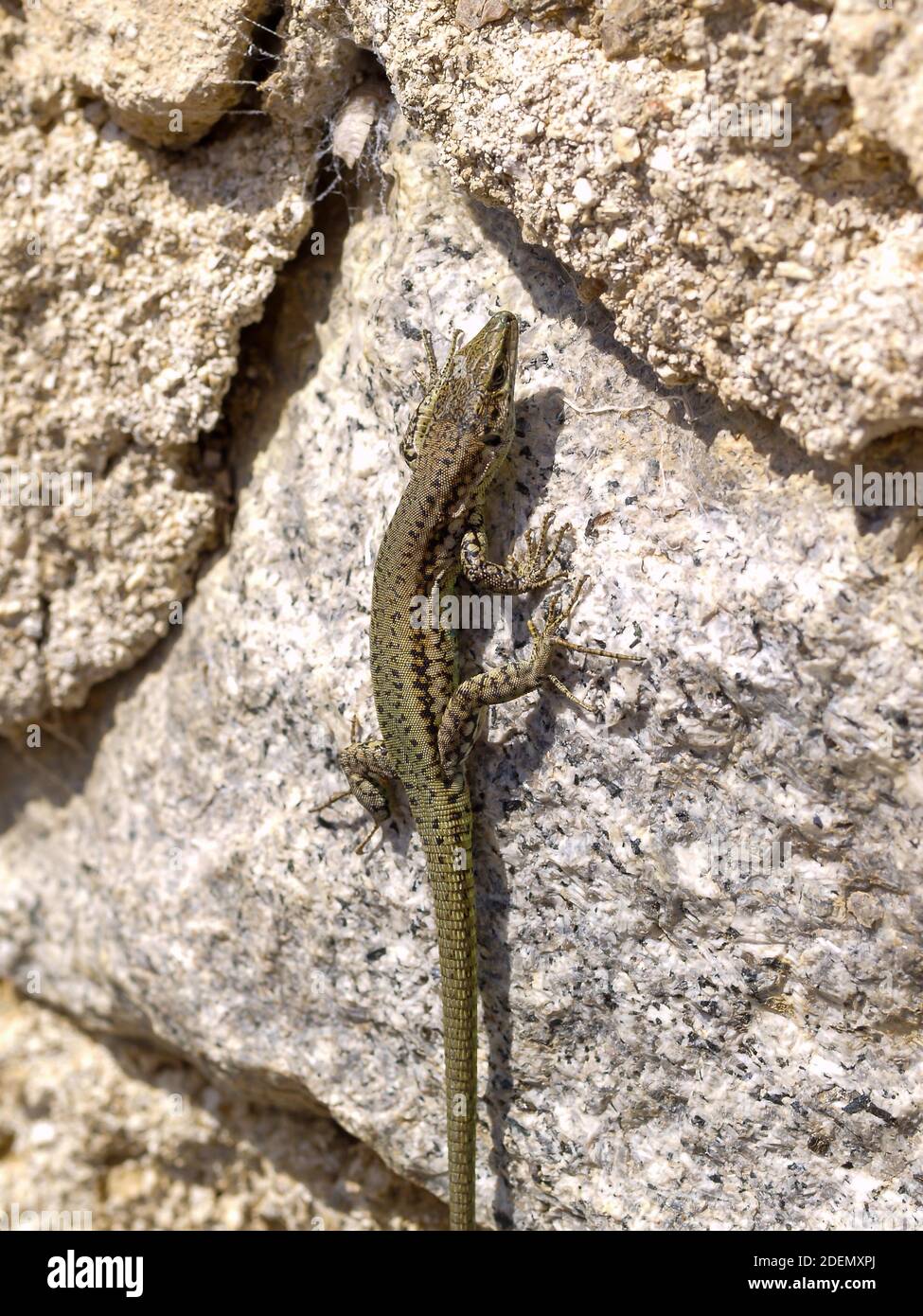 Lacerta hispanica hi-res stock photography and images - Alamy