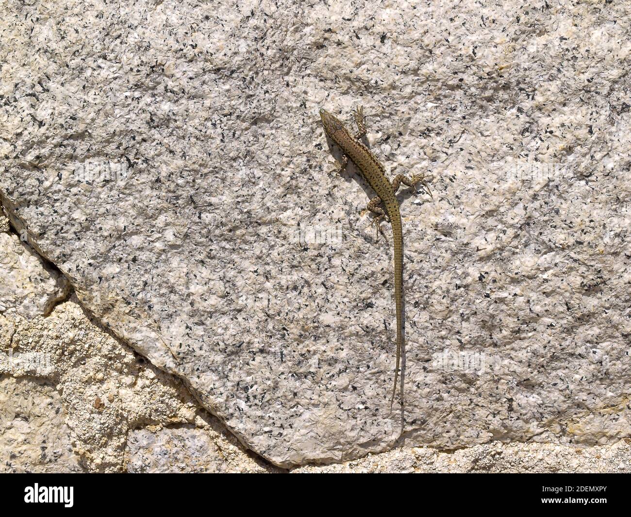 iberian wall lizard, podarcis hispanica in spain Stock Photo - Alamy