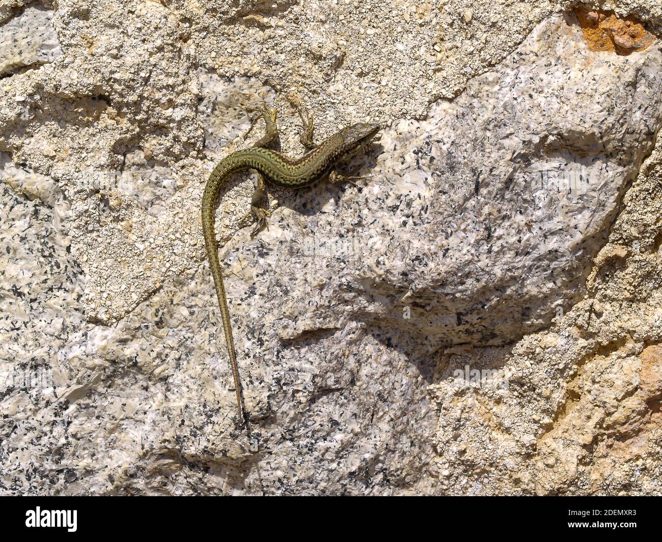 iberian wall lizard, podarcis hispanica in spain Stock Photo - Alamy