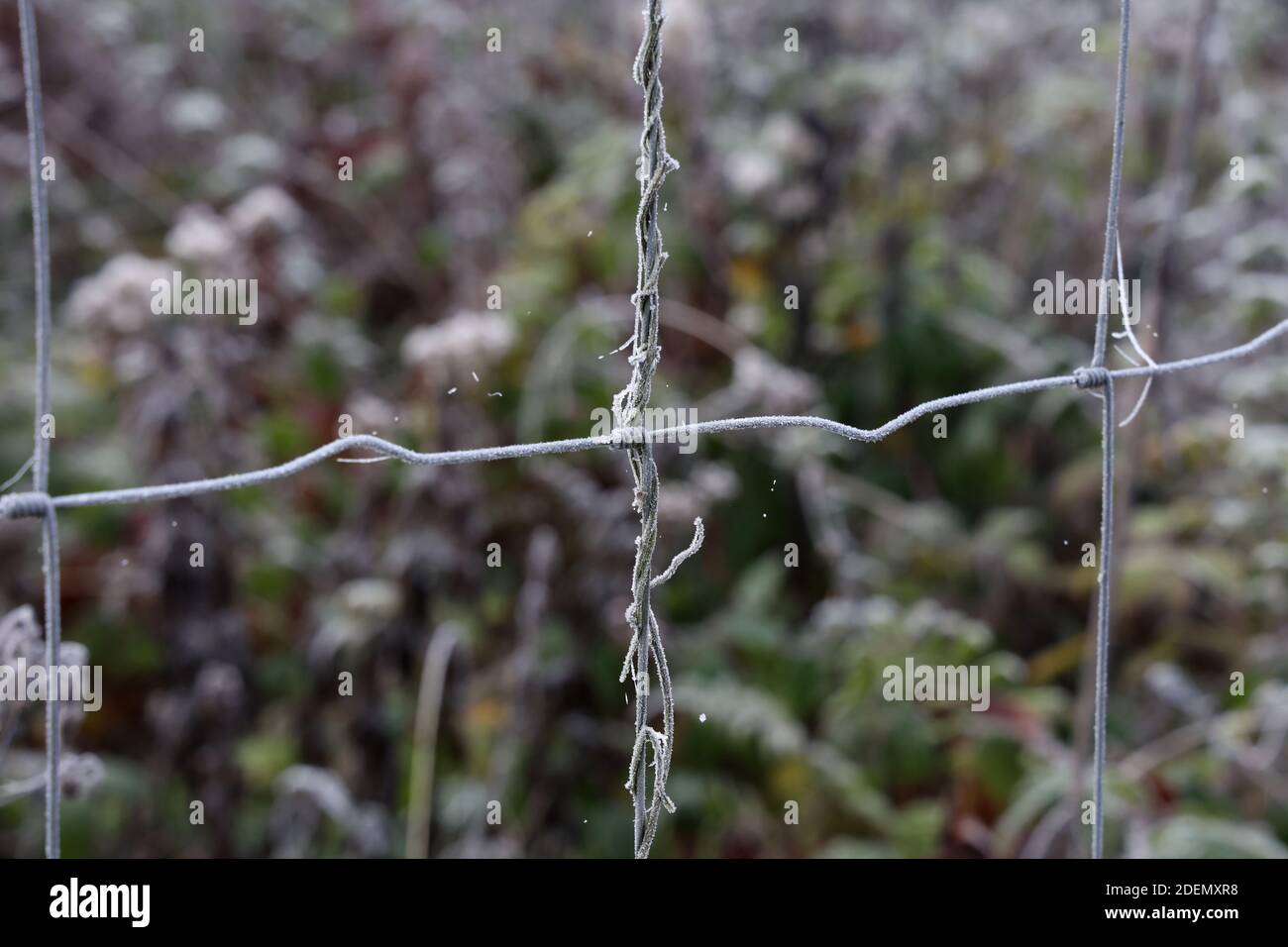 The frost on a metal mesh on a winter morning Stock Photo - Alamy