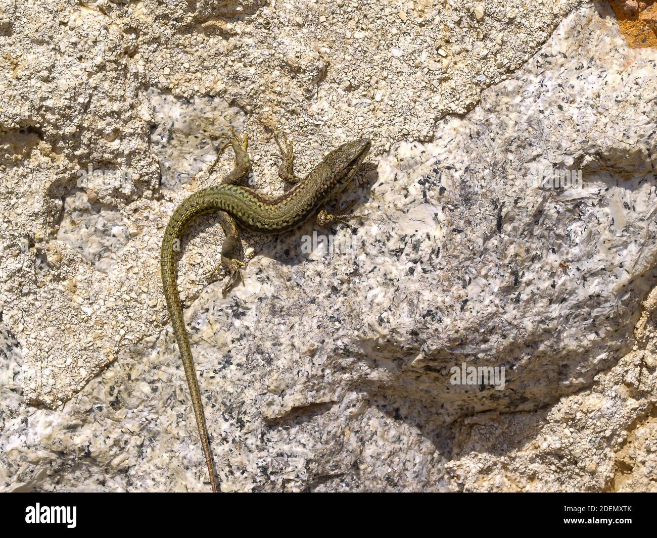 iberian wall lizard, podarcis hispanica in spain Stock Photo - Alamy