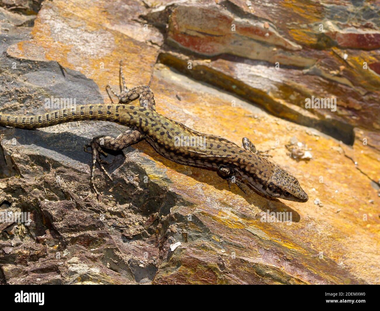 Lacerta Hispanica High Resolution Stock Photography and Images - Alamy