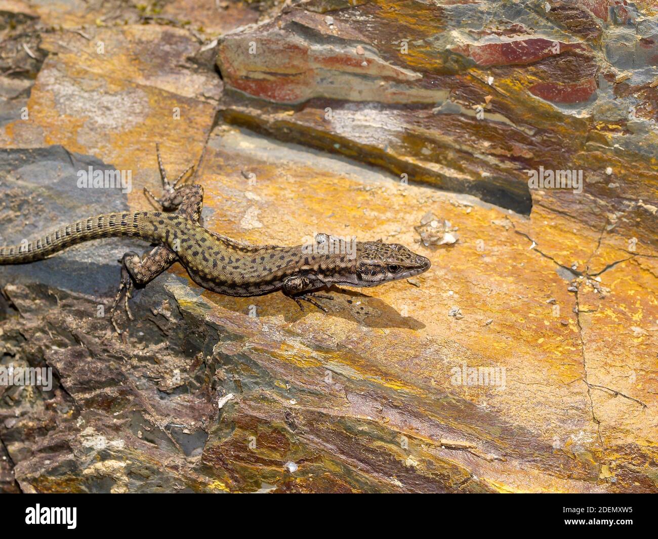 Lacerta hispanica hi-res stock photography and images - Alamy
