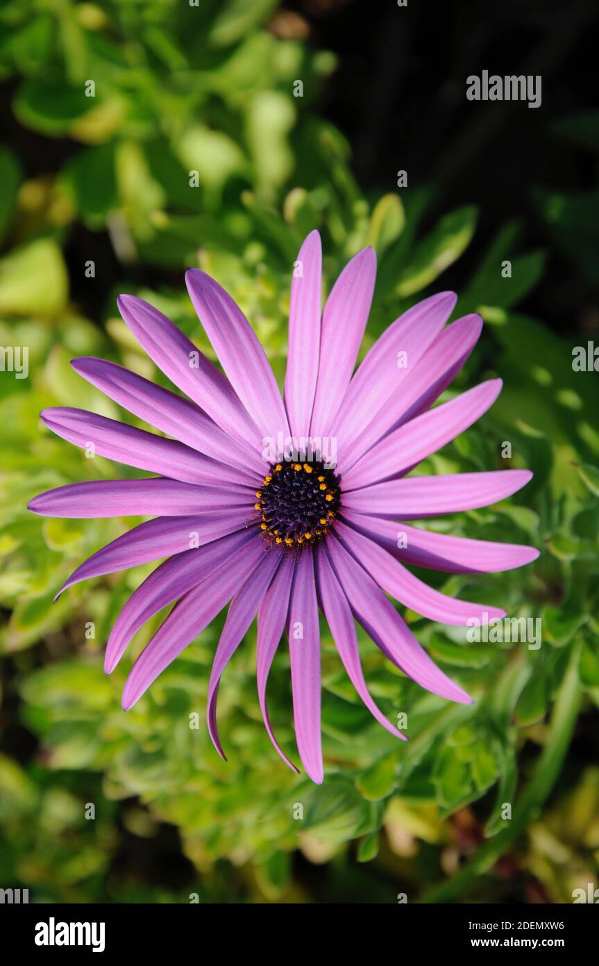 Aster species hi-res stock photography and images - Alamy