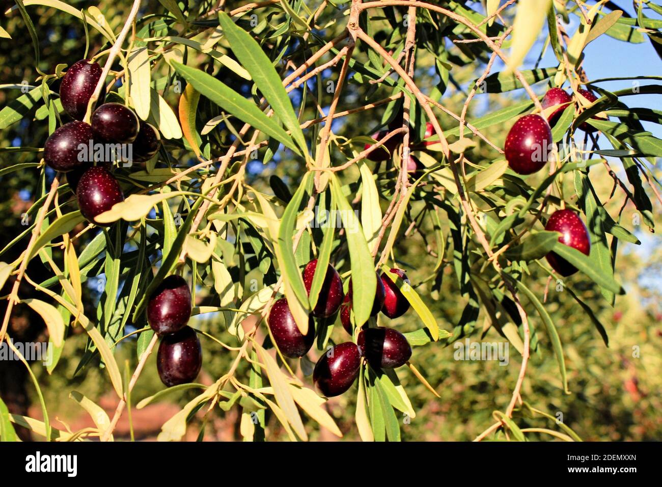 Greece, Attica, olives on olive tree branch Stock Photo - Alamy