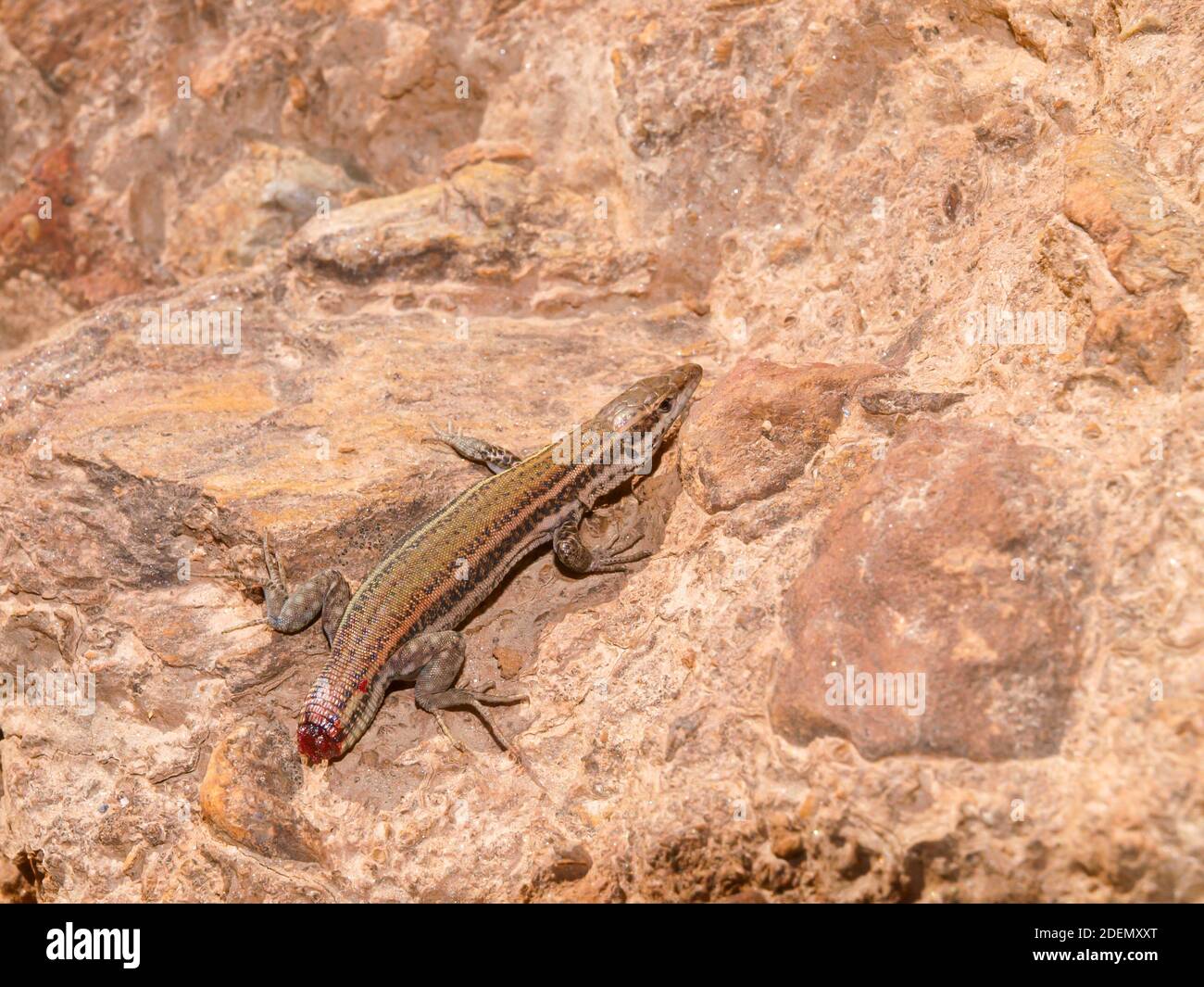 Lacerta Hispanica High Resolution Stock Photography and Images - Alamy