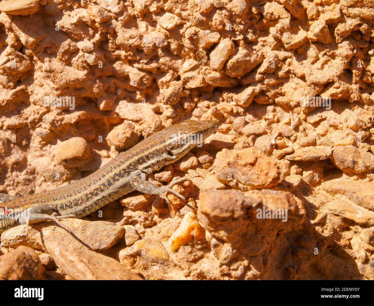 iberian wall lizard, podarcis hispanica in spain Stock Photo - Alamy