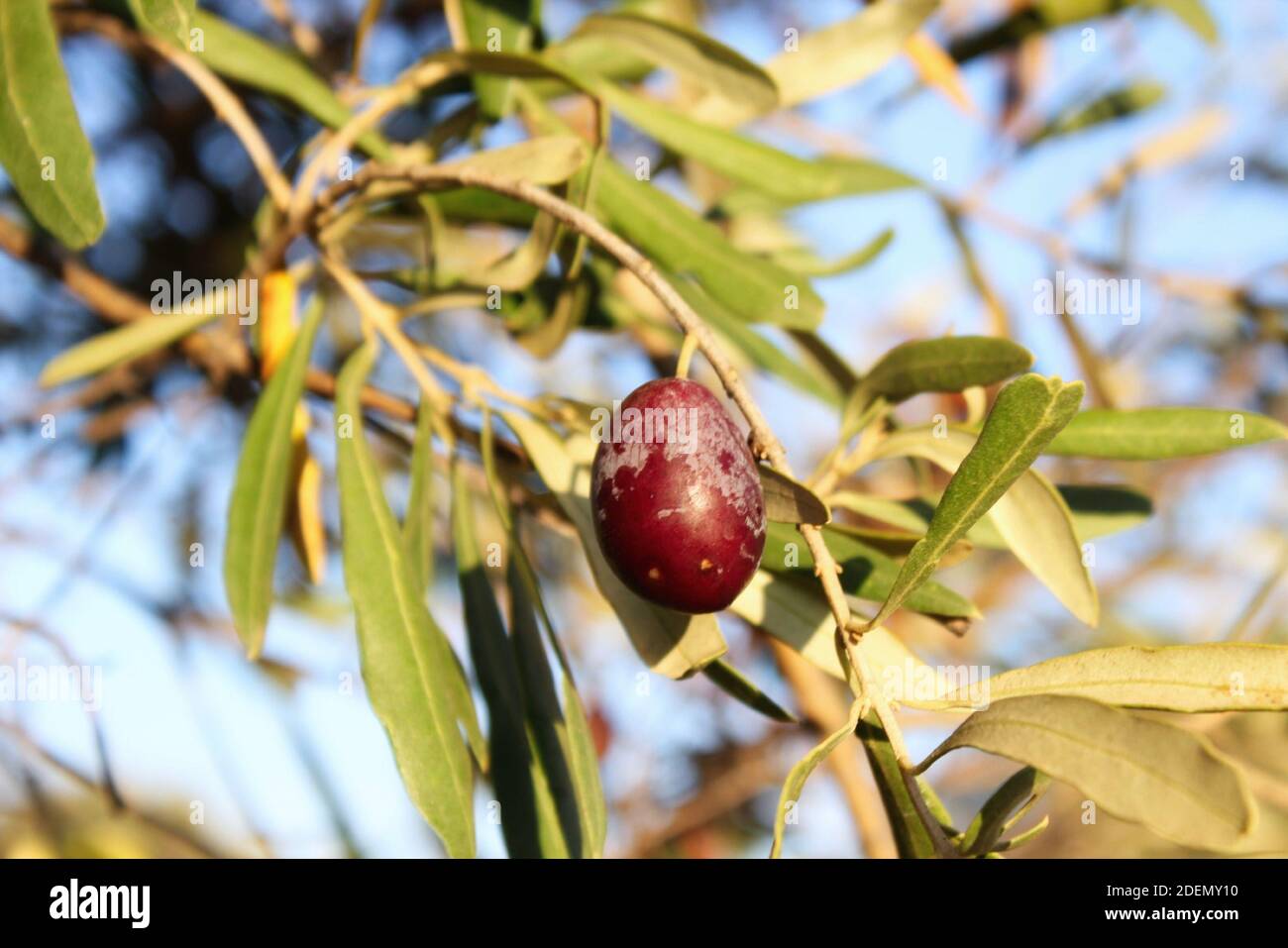 Olives of Manaki variety on olive tree branch in the outskirts of ...