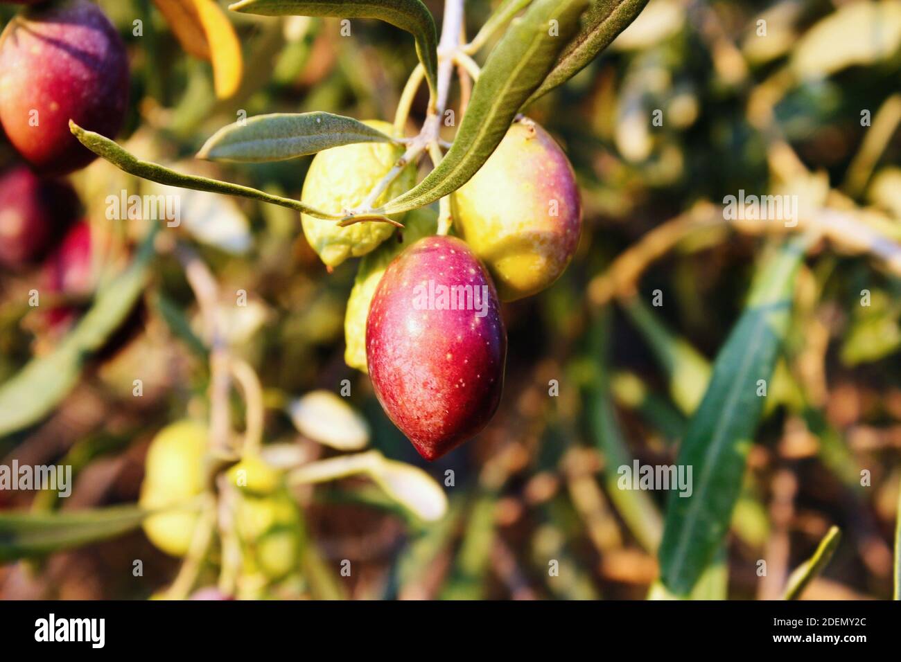 Olives of Manaki variety on olive tree branch in the outskirts of ...