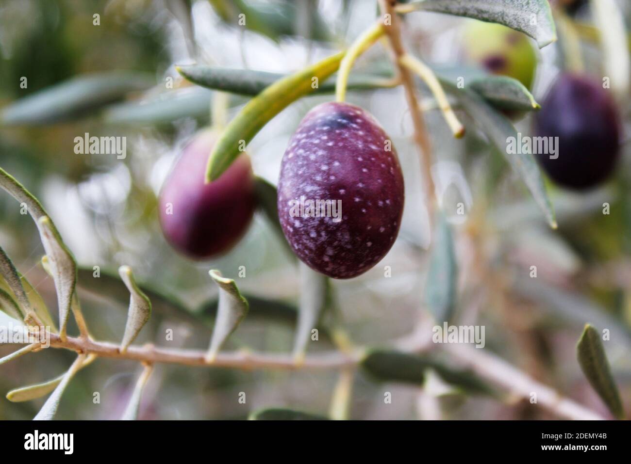 Olives of Manaki variety on olive tree branch in the outskirts of ...