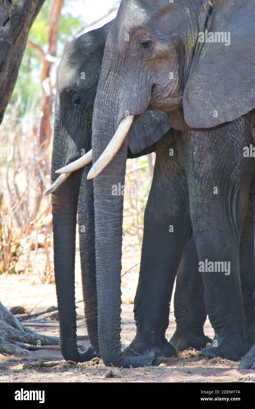 two elephant trunk next to each other in a row on vertical image ...