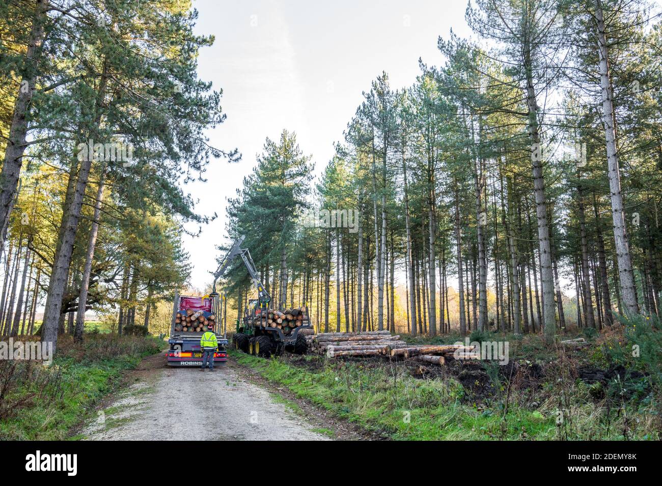 Loading cut conifer trees for timber onto a waiting truck Stock Photo ...