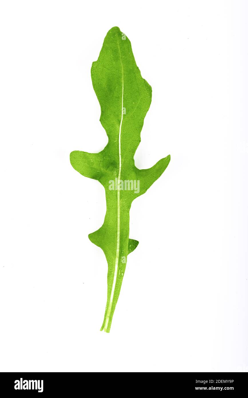 Rakula hi-res stock photography and images - Alamy