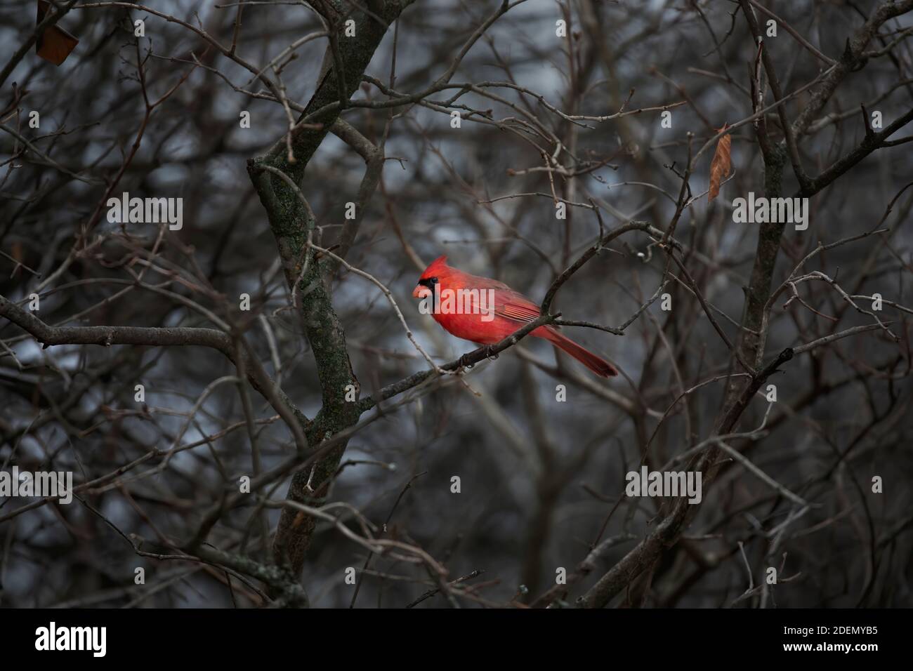 Northern Cardinal - Cardinalis cardinalis perched on a branch on a cold ...