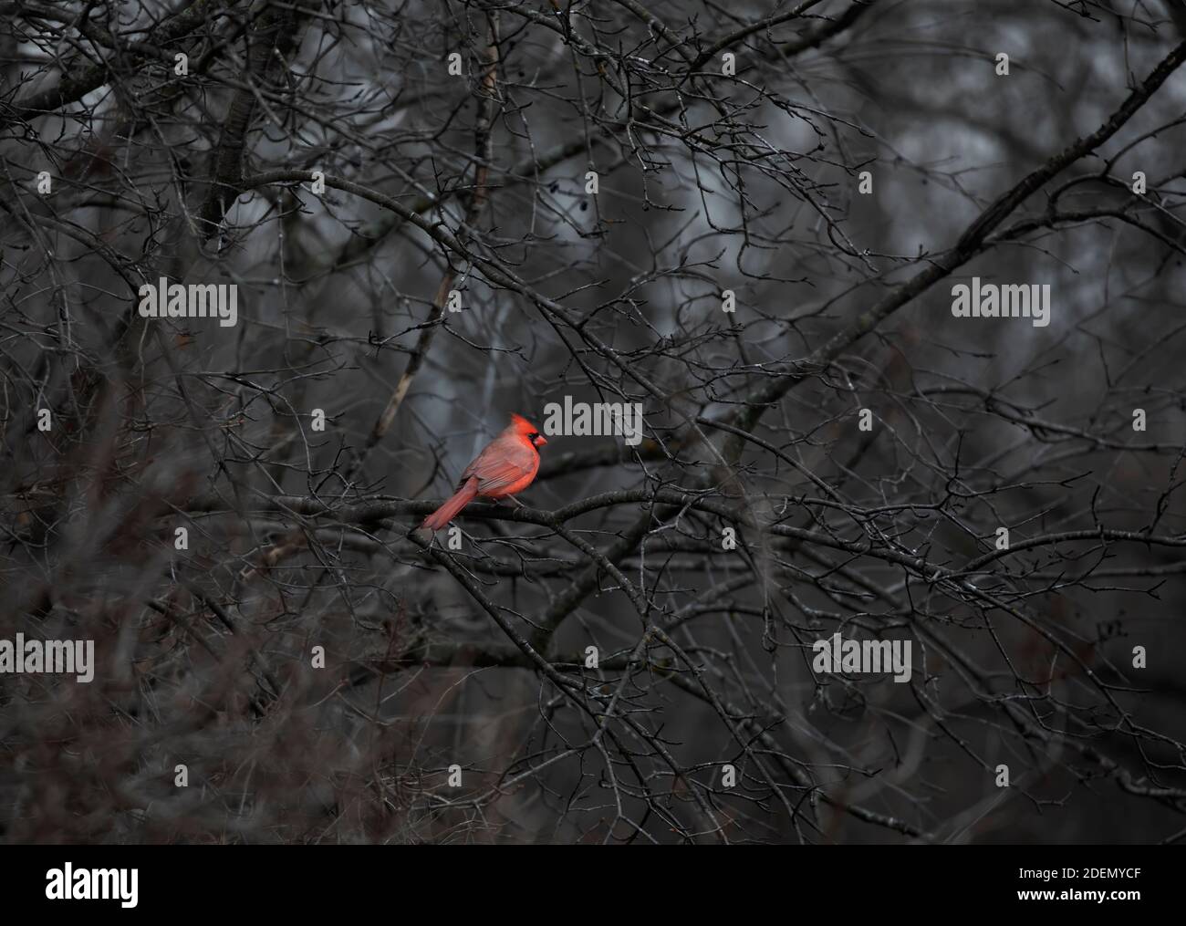 Northern Cardinal - Cardinalis cardinalis perched on a branch on a cold ...