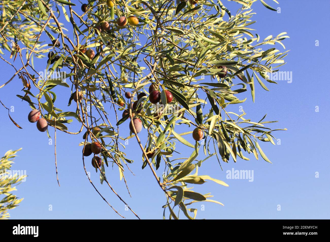 Olives of Manaki variety on olive tree branch in the outskirts of ...