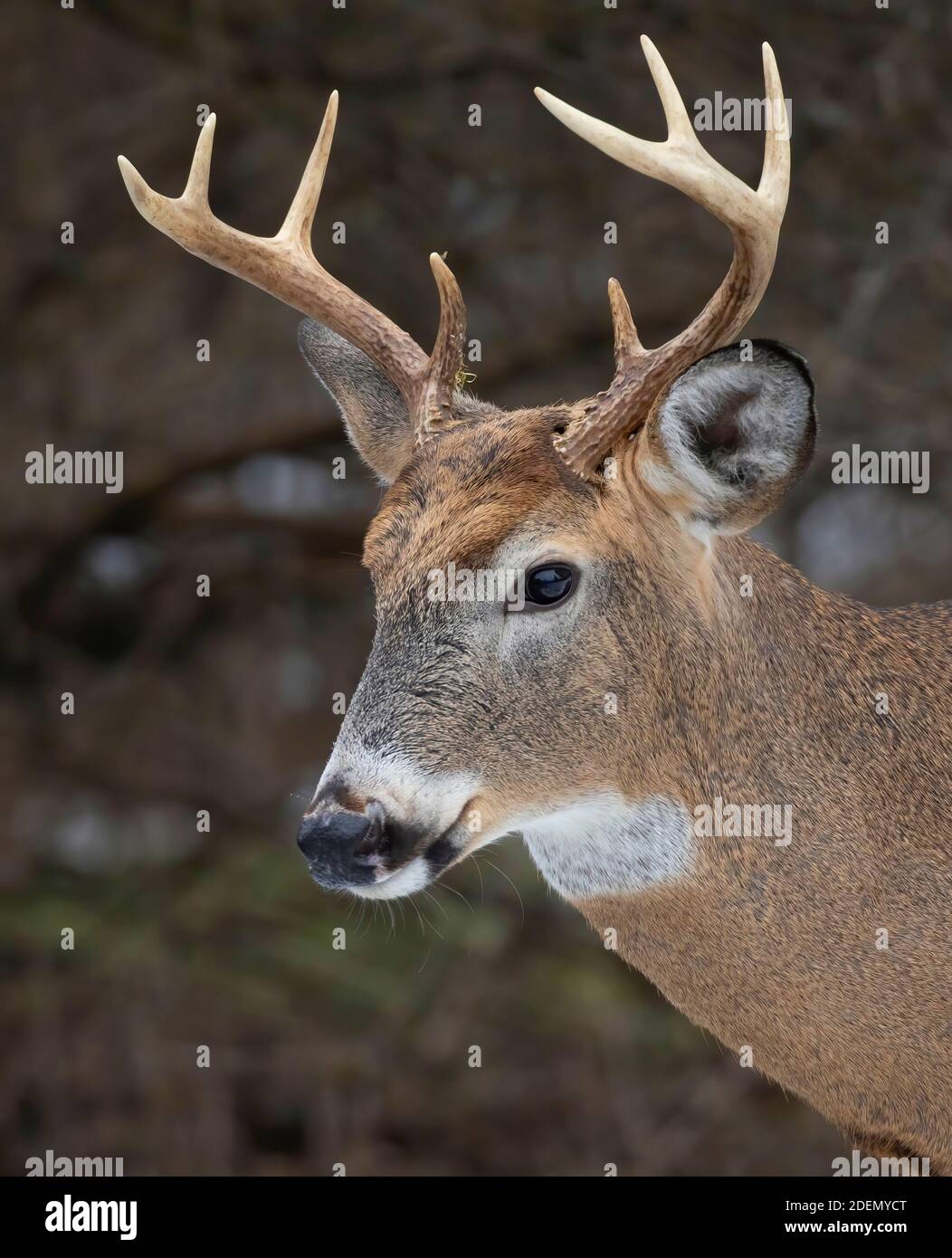 White tailed canadian deer hi-res stock photography and images - Alamy