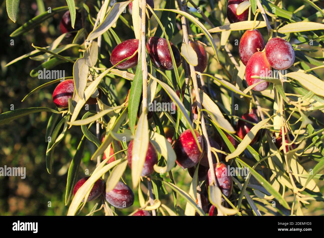Olives of Manaki variety on olive tree branch in the outskirts of ...
