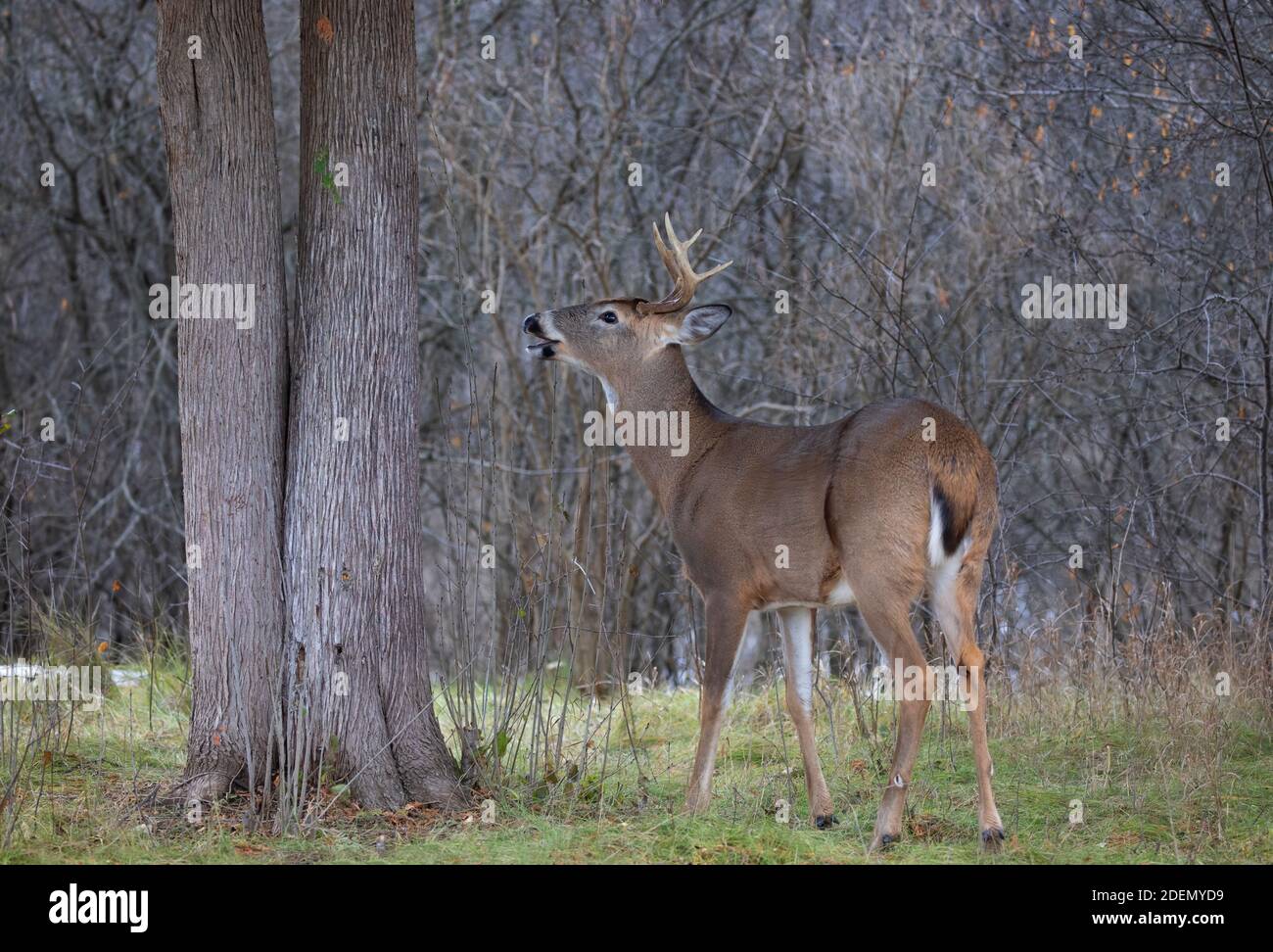 Canadian deer hi-res stock photography and images - Alamy