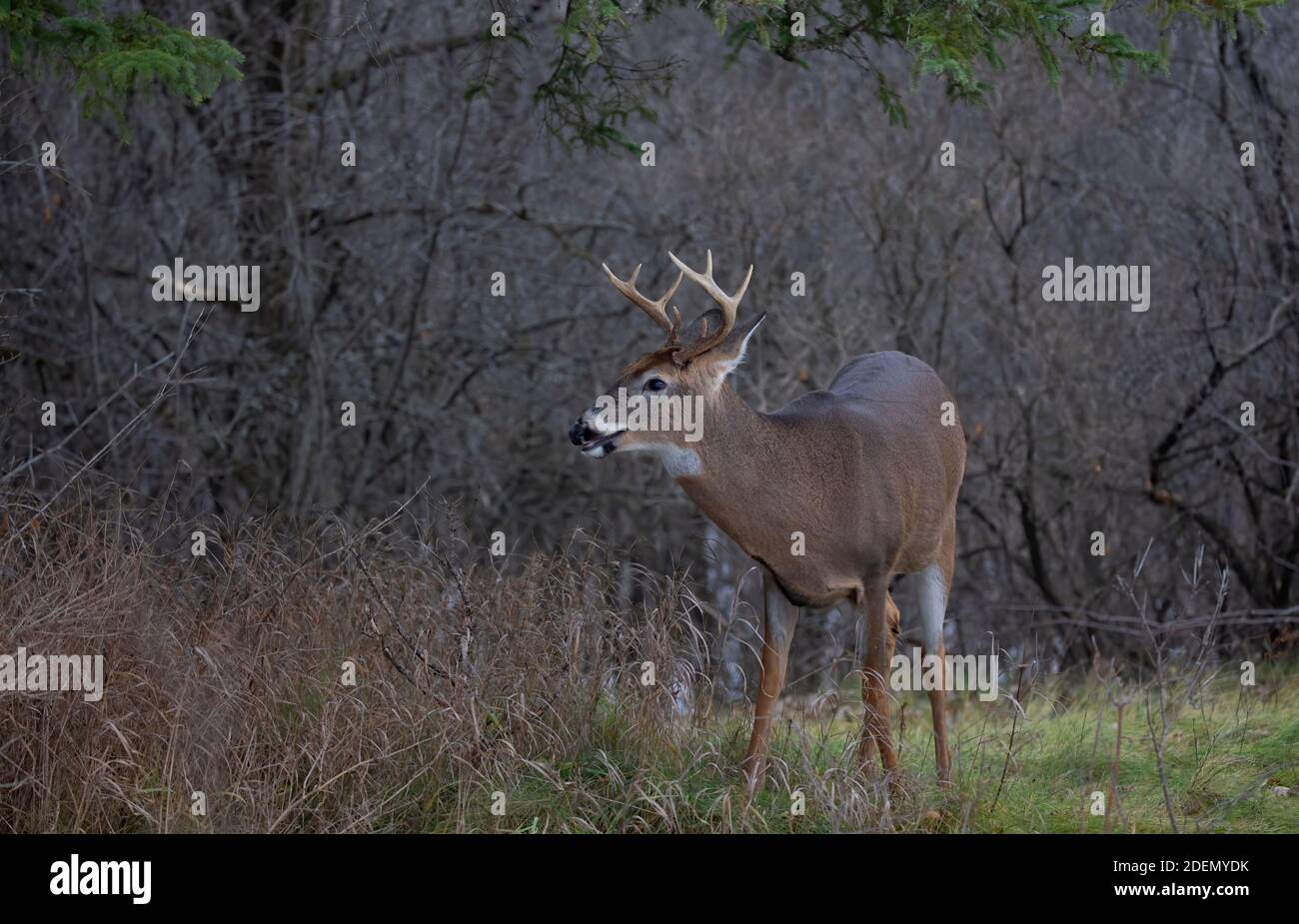 White-tailed deer buck closeup in a autumn meadow in Canada Stock Photo ...